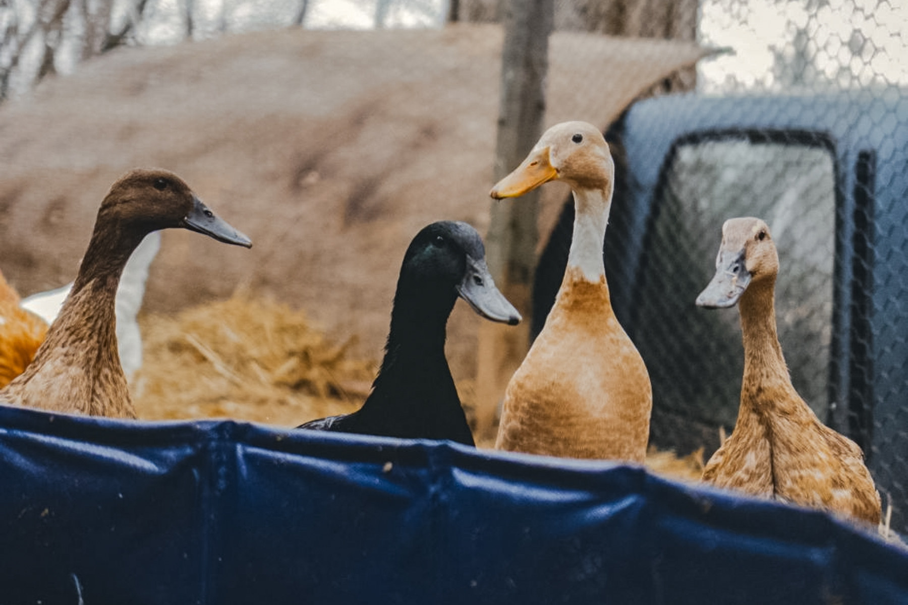 Quacking Good Lemon Curd: A Duck Egg Twist at Maple Cove B&B | Michigan ...